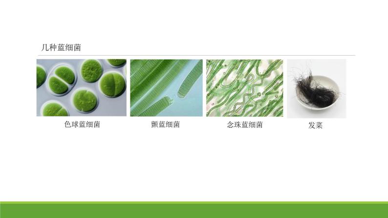 生物必修1《分子与细胞》第2节 细胞的多样性和统一性图片课件ppt 教习网课件下载