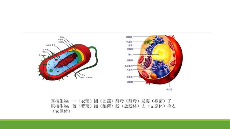 生物必修1《分子与细胞》第2节 细胞的多样性和统一性图片课件ppt 教习网课件下载