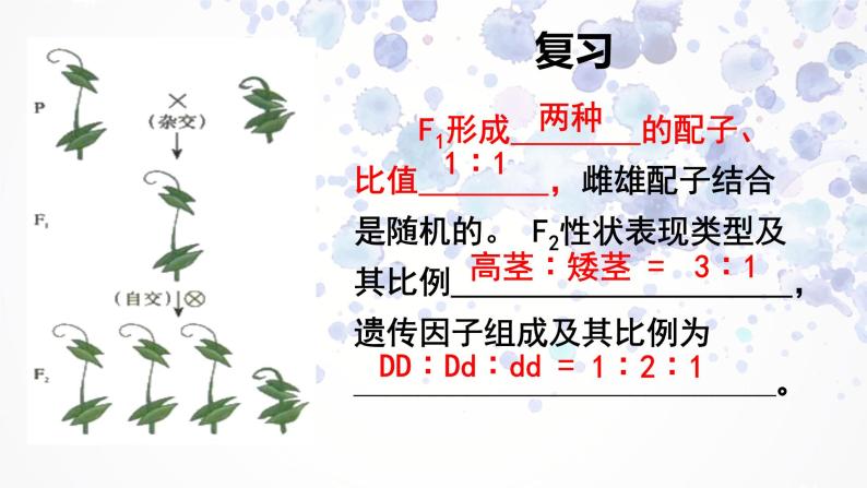 高中生物人教版 2019必修2《遗传与进化》第2节 孟德尔的豌豆杂交实验（二）评课课件ppt 教习网课件下载