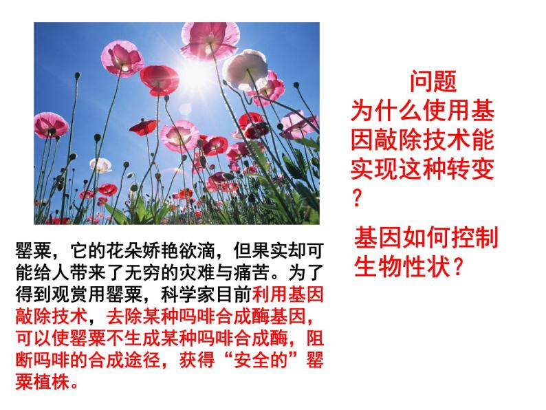 2020 2021学年第4章 基因的表达第2节 基因表达与性状的关系图片课件ppt 教习网课件下载