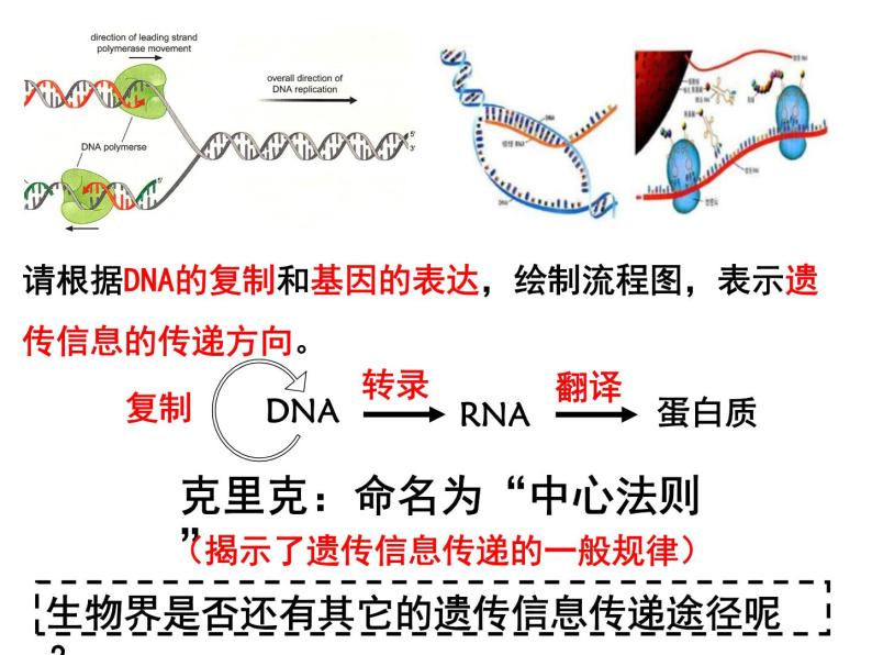 2020 2021学年第4章 基因的表达第2节 基因表达与性状的关系图片课件ppt 教习网课件下载
