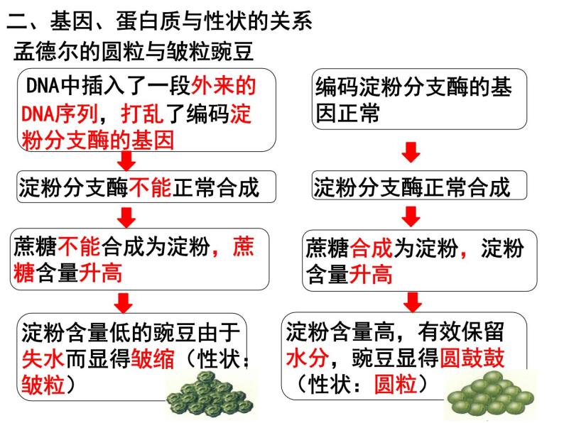 2020 2021学年第4章 基因的表达第2节 基因表达与性状的关系图片课件ppt 教习网课件下载