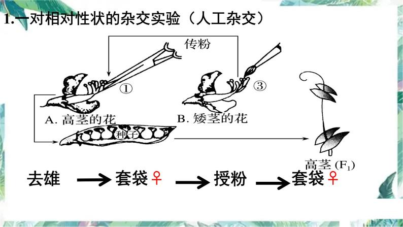 基因的分离定律一轮复习 优质课件 教习网课件下载