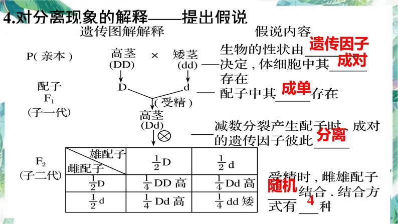 基因的分离定律一轮复习 优质课件 教习网课件下载