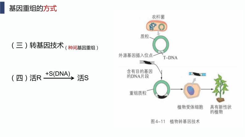 浙科版 2019必修2《遗传与进化》第二节 基因重组使子代出现变异试讲课课件ppt 教习网课件下载