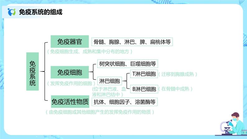 高中生物人教版 2019选择性必修1第1节 免疫系统的组成和功能完美版课件ppt 教习网课件下载