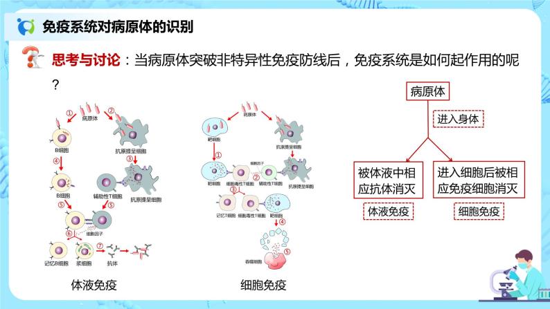生物选择性必修1第4章 免疫调节第2节 特异性免疫精品课件ppt 教习网课件下载