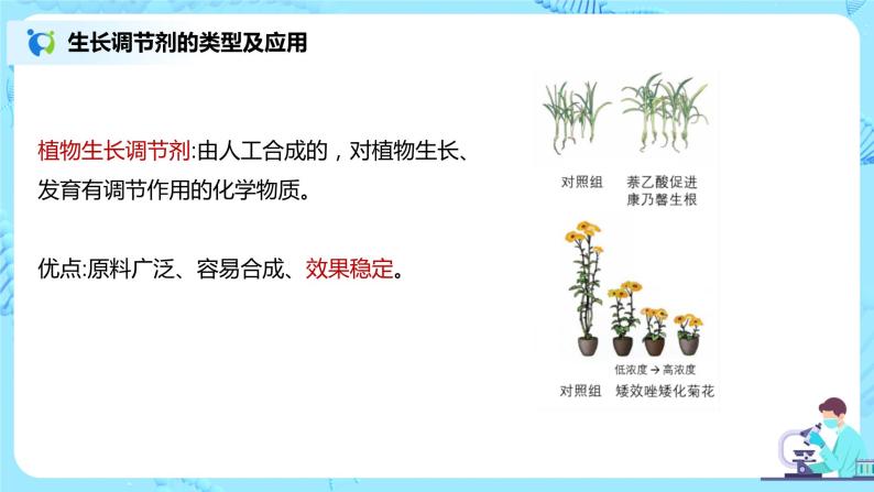 高中生物人教版 2019选择性必修1第3节 植物生长调节剂的应用优秀ppt课件 教习网课件下载