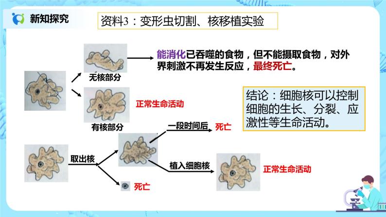 高中生物人教版 2019必修1《分子与细胞》第3节 细胞核的结构和功能教学演示课件ppt 教习网课件下载