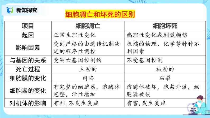 高中生物人教版 2019必修1《分子与细胞》第3节 细胞的衰老和死亡集体备课课件ppt 教习网课件下载