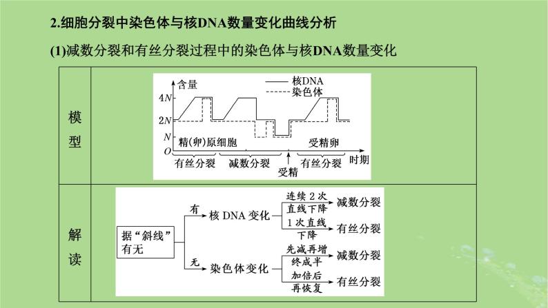 新课标2023版高考生物一轮总复习第四单元细胞的生命历程第3讲用模型构建法辨析有丝分裂和减数分裂课件 教习网课件下载