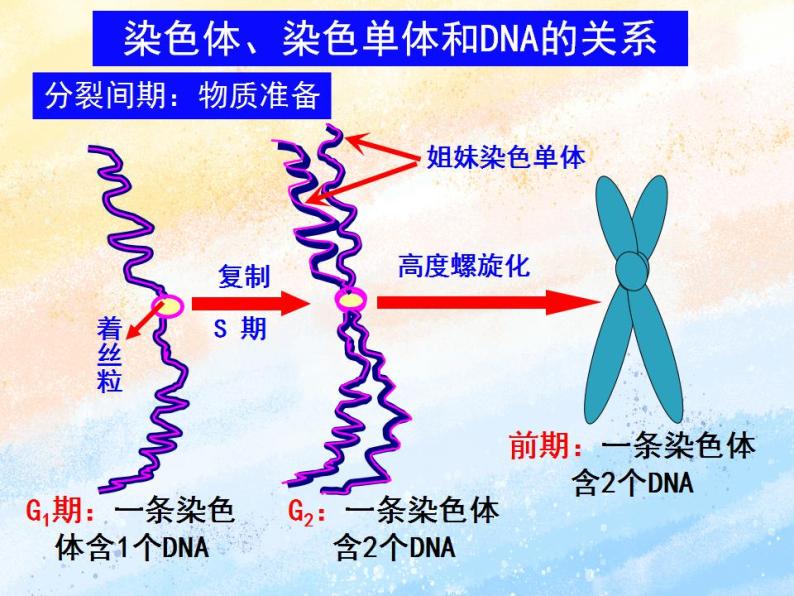 高中生物浙科版 2019必修1《分子与细胞》第一节 细胞通过分裂增殖精品课件ppt 教习网课件下载