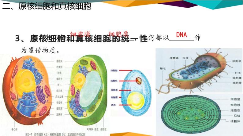 高中生物人教版 2019必修1《分子与细胞》第2节 细胞的多样性和统一性优质ppt课件 教习网课件下载