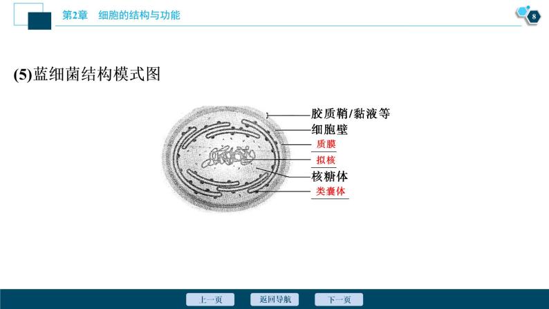 高中生物北师大版 2019必修1《分子与细胞》第三节 细胞核图文ppt课件 教习网课件下载