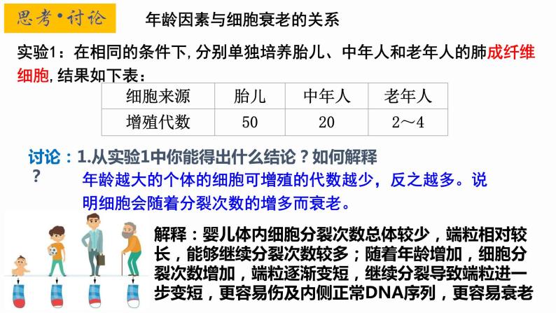 人教版 2019必修1《分子与细胞》第3节 细胞的衰老和死亡教课课件ppt 教习网课件下载