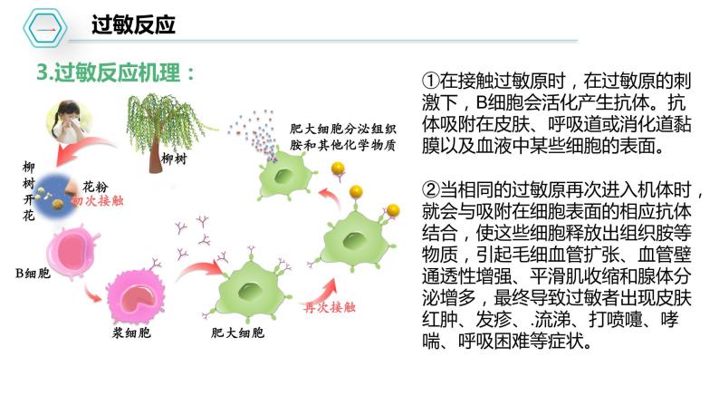 高中生物人教版 2019选择性必修1第3节 免疫失调教学ppt课件 教习网课件下载