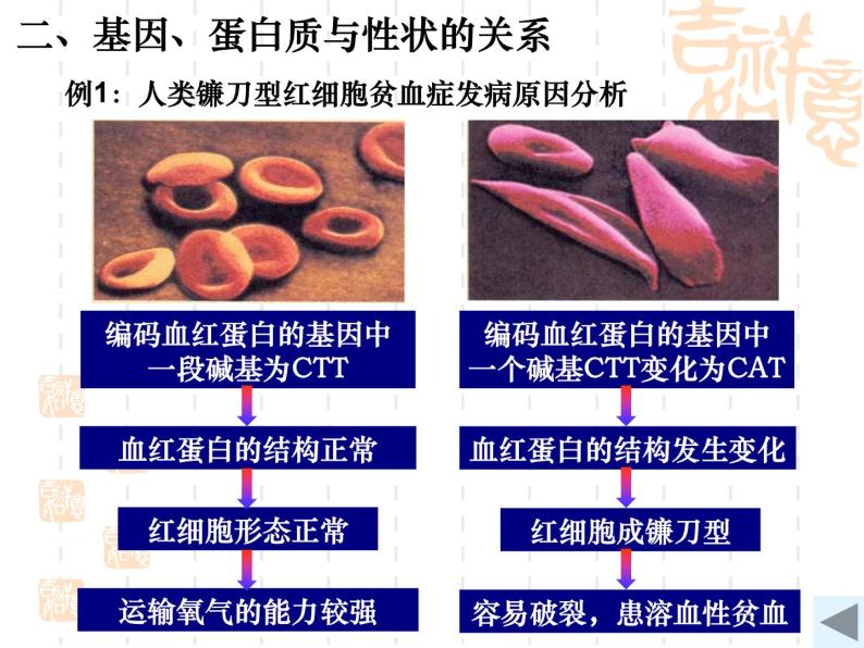 高中生物第2节 基因表达与性状的关系课文ppt课件 教习网课件下载