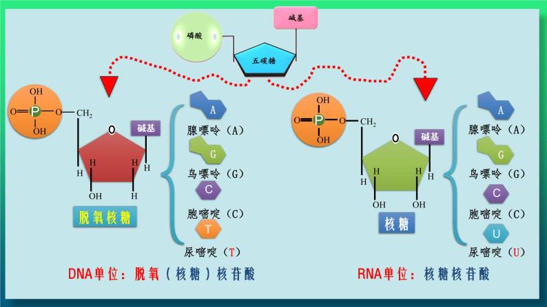 高中生物人教版 2019必修1《分子与细胞》第2章 组成细胞的分子第5节 核酸是遗传信息的携带者课文ppt课件 教习网课件下载