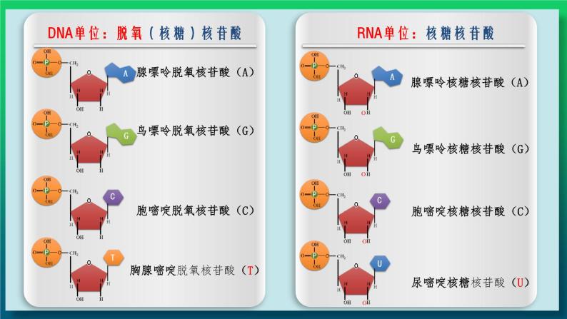 高中生物人教版 2019必修1《分子与细胞》第2章 组成细胞的分子第5节 核酸是遗传信息的携带者课文ppt课件 教习网课件下载