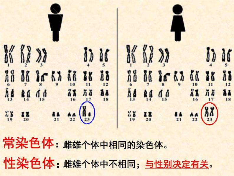 2022届高三生物一轮复习课件：伴性遗传 教习网课件下载