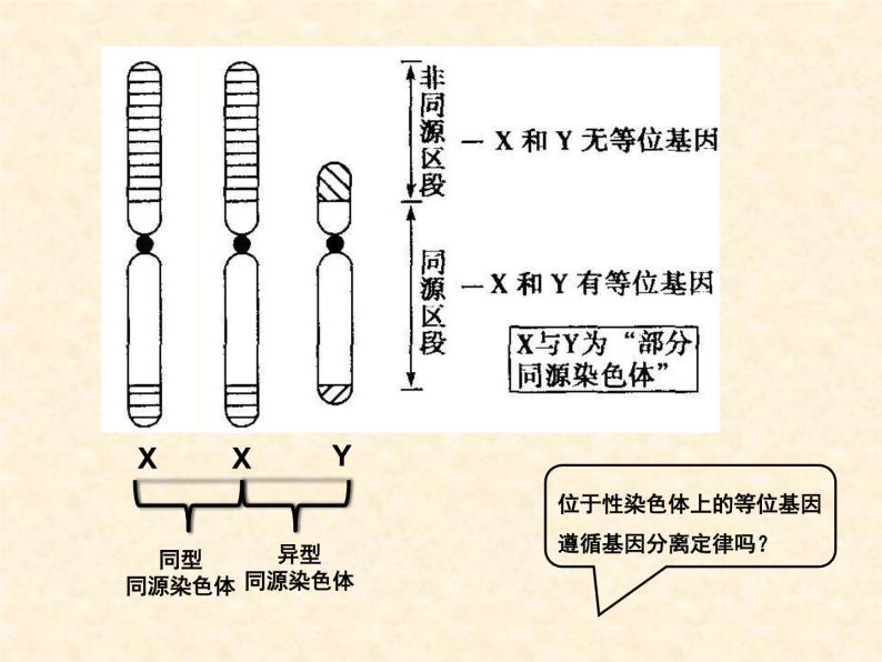2022届高三生物一轮复习课件:伴性遗传 教习网课件下载