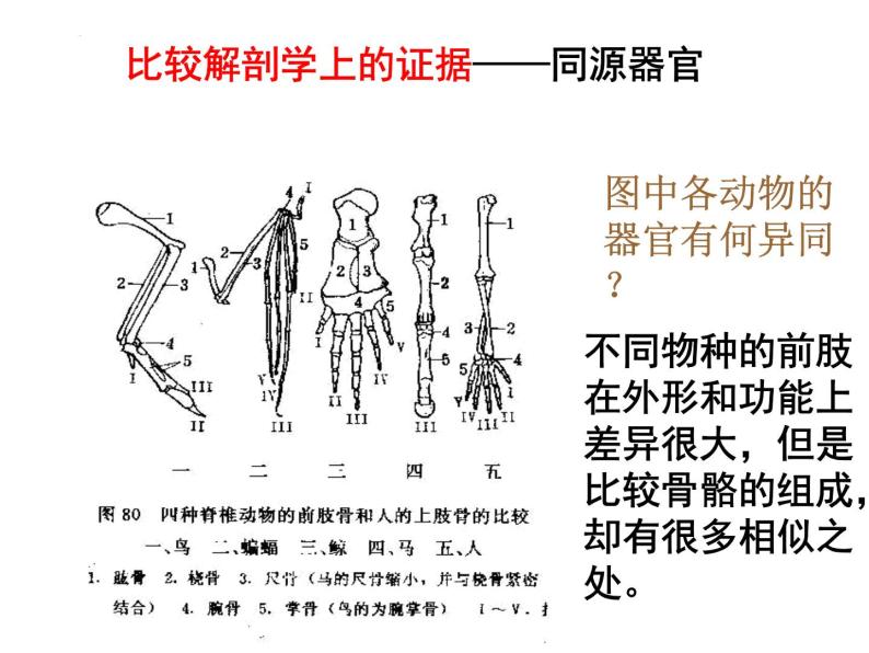 2022届高三生物一轮复习课件:生物的进化 教习网课件下载