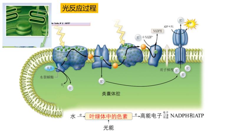 人教版 2019必修1《分子与细胞》第5章 细胞的能量供应和利用第4节 光合作用与能量转化二 光合作用的原理和应用图片ppt课件 教习网课件下载
