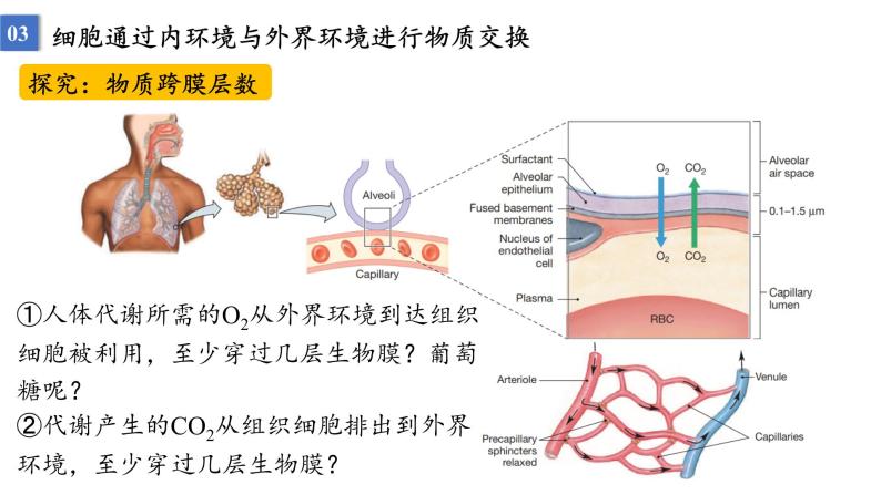 2023届高三生物一轮复习课件：人体的内环境与稳态 教习网课件下载