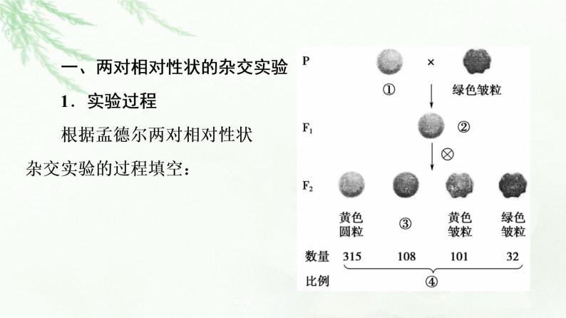 高中生物人教版 2019必修2《遗传与进化》第2节 孟德尔的豌豆杂交实验(二)课文配套课件ppt 教习网课件下载