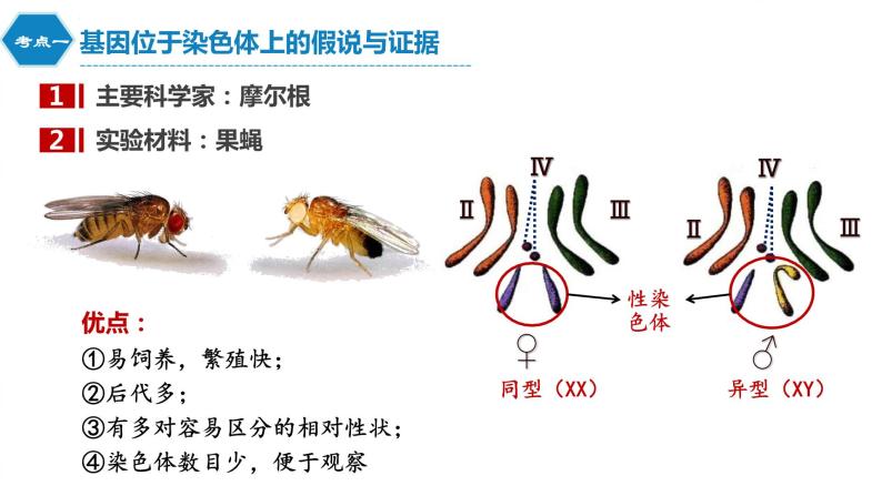 2022届高三生物一轮复习课件:伴性遗传与人类遗传病 教习网课件下载