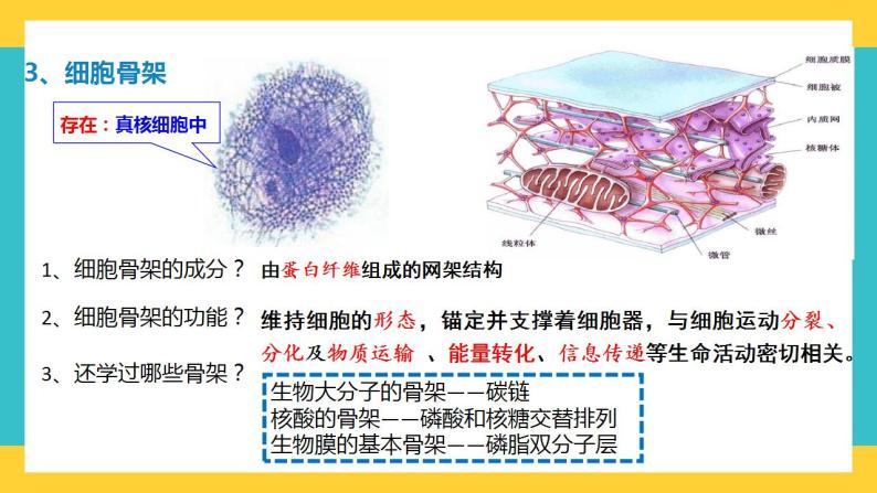 【高考一轮专题复习】高考生物专题复习——第6讲《细胞器之间的分工（第1课时）》复习课件（全国通用） 教习网课件下载