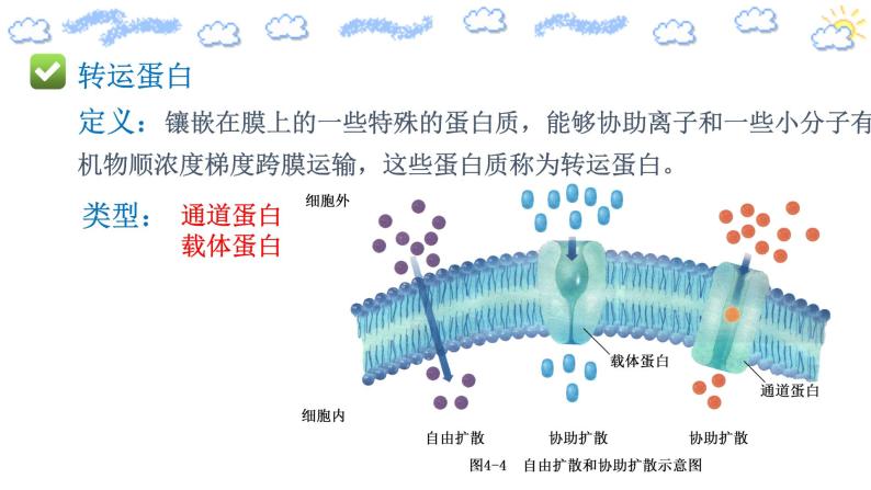 高中生物人教版 2019必修1《分子与细胞》第1节 被动运输课文ppt课件 教习网课件下载