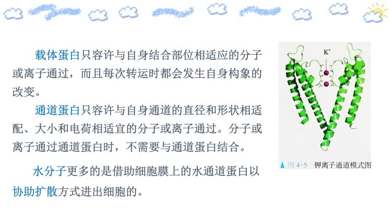 高中生物人教版 2019必修1《分子与细胞》第1节 被动运输课文ppt课件 教习网课件下载