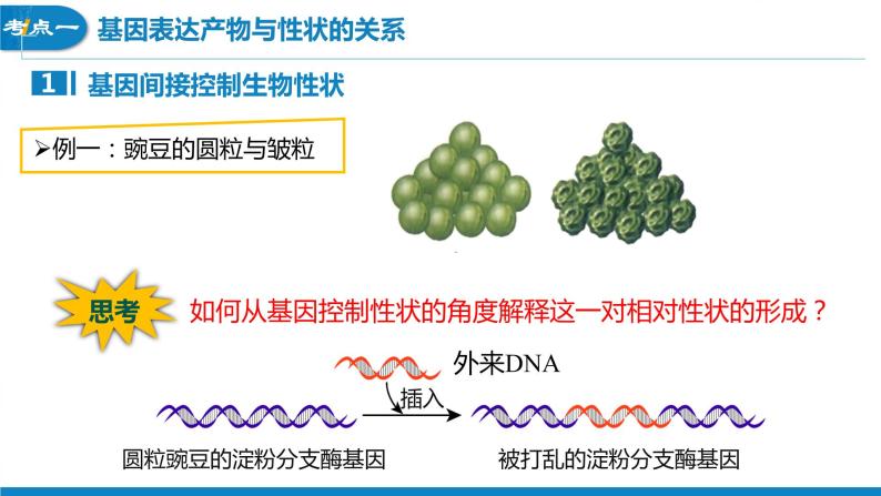 【备战2023高考】生物考点全复习——第29讲《基因表达与性状的关系》复习课件（全国通用） 教习网课件下载