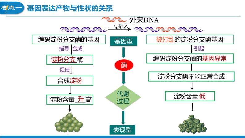 【备战2023高考】生物考点全复习——第29讲《基因表达与性状的关系》复习课件（全国通用） 教习网课件下载