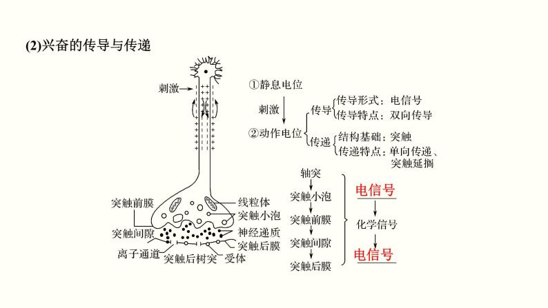 新高考高考生物一轮复习课件第十一单元神经调节、体液调节与免疫调节含解析 教习网课件下载