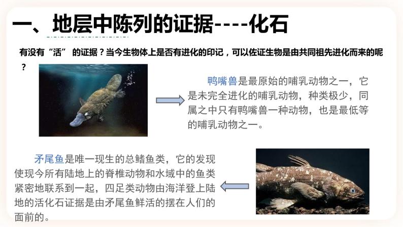 高中生物人教版 2019必修2《遗传与进化》第1节 生物有共同祖先的证据获奖课件ppt 教习网课件下载