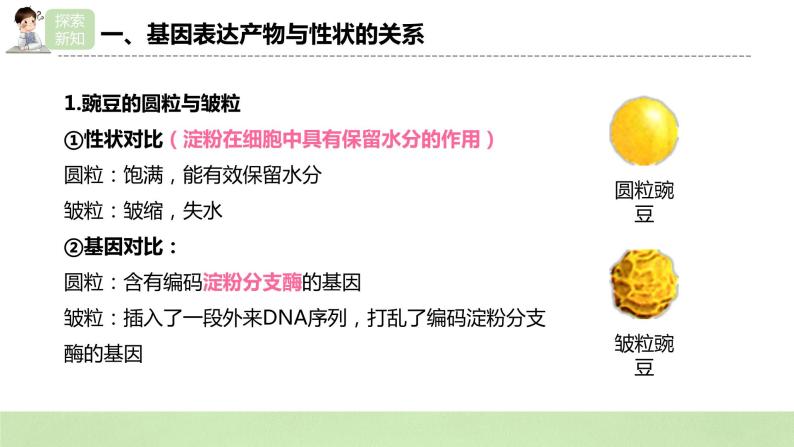 人教版 2019必修2《遗传与进化》第2节 基因表达与性状的关系一等奖课件ppt 教习网课件下载