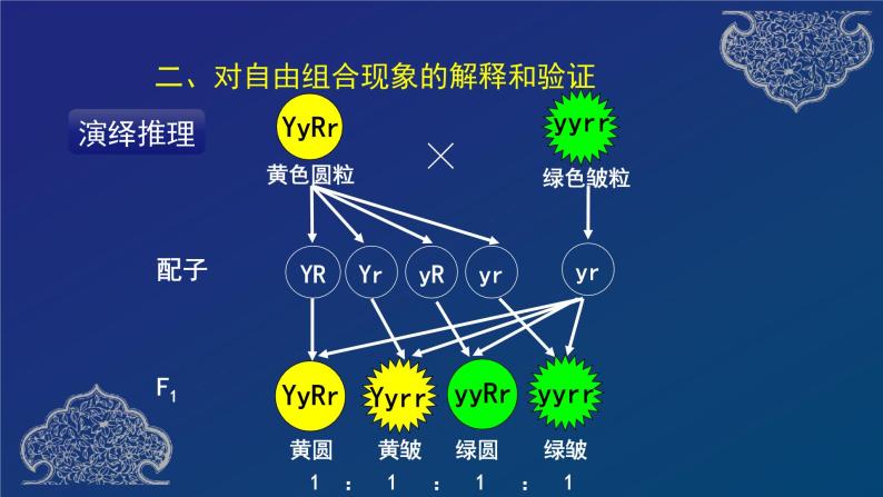 高中生物人教版 2019必修2《遗传与进化》第2节 孟德尔的豌豆杂交实验（二）课文课件ppt 教习网课件下载