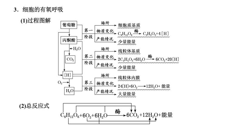 2023届高三一轮复习生物：第5章 细胞的能量供应和利用—把握3个常考点课件 教习网课件下载