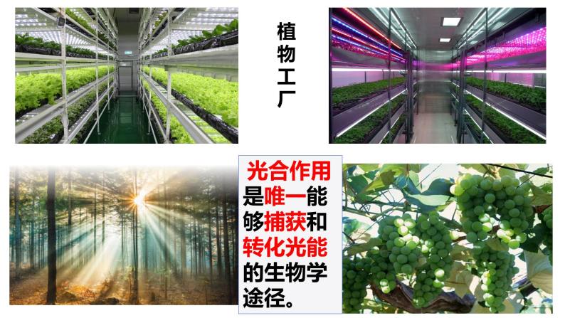 高中生物人教版 2019必修1《分子与细胞》一 捕获光能的色素和结构课文课件ppt 教习网课件下载
