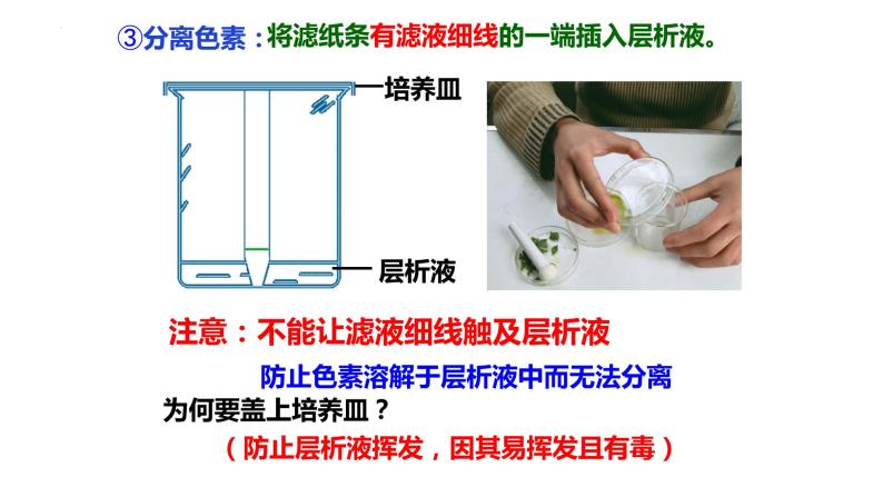 高中生物人教版 2019必修1《分子与细胞》一 捕获光能的色素和结构课文课件ppt 教习网课件下载