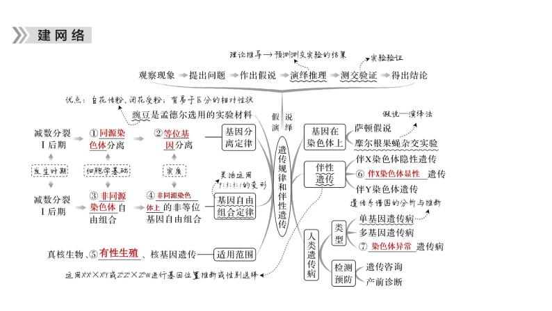 2023届高考生物二轮复习遗传规律和伴性遗传课件 教习网课件下载
