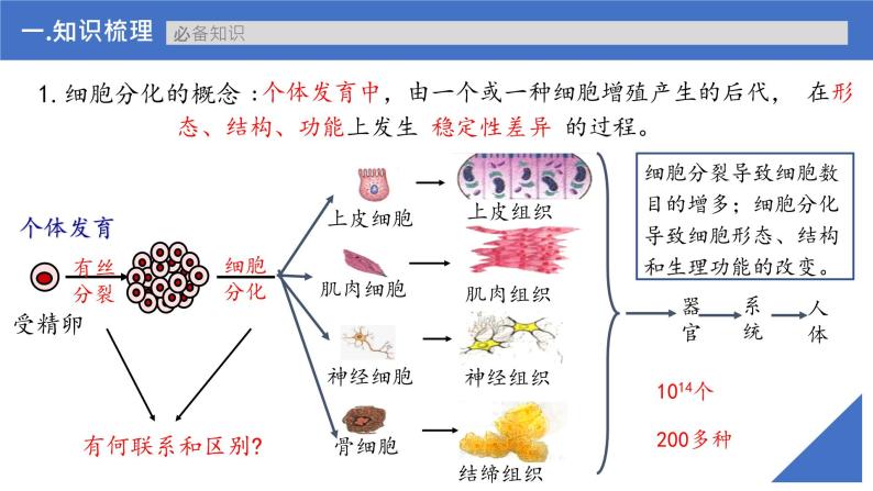 第19讲 细胞分化、衰老、凋亡和癌变 备战2023年高考生物一轮复习（新教材新高考）课件ppt 教习网课件下载