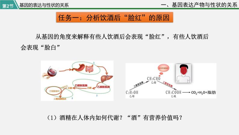 高中生物人教版 2019必修2《遗传与进化》第2节 基因表达与性状的关系示范课课件ppt 教习网课件下载