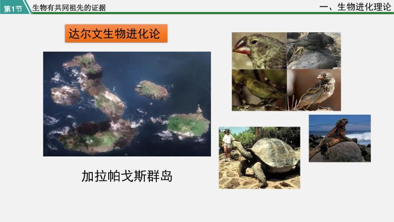 高中生物人教版 2019必修2《遗传与进化》第1节 生物有共同祖先的证据评课ppt课件 教习网课件下载