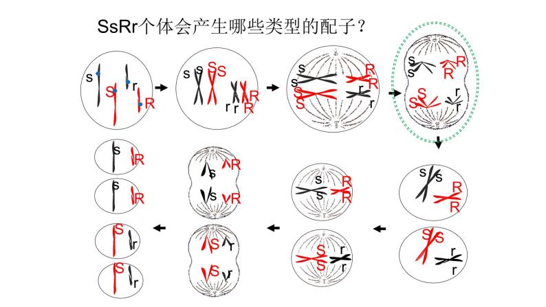 第四章 第二节 基因重组使子代出现变异（课件ppt） 教习网课件下载