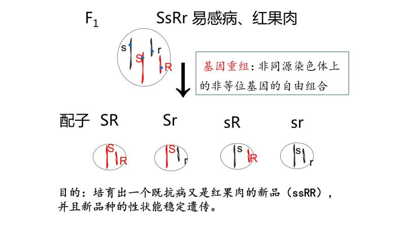 第四章 第二节 基因重组使子代出现变异(课件ppt) 教习网课件下载