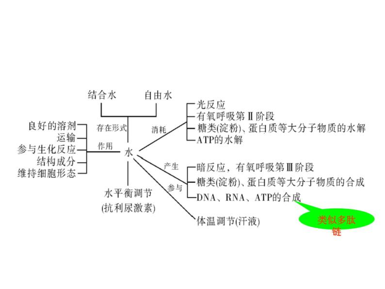 高中生物高考考点精讲2 细胞中的元素和化合物（课件） 教习网课件下载