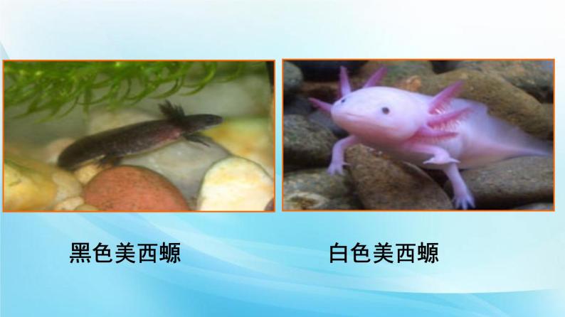 高中生物第一册 《第3节 细胞核的结构和功能》集体备课课件 教习网 课件下载